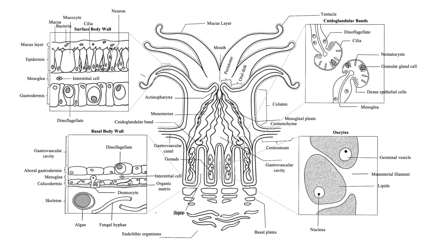 Coral Biology Coral Disease And Health Consortium