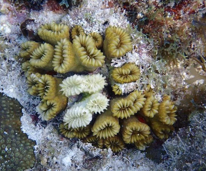 Stony Coral Tissue Loss Disease (SCTLD) - Coral Disease & Health Consortium Stony Coral Tissue Loss Disease (SCTLD) - Coral Disease & Health Consortium