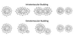 Coral Reproduction - Coral Disease & Health Consortium