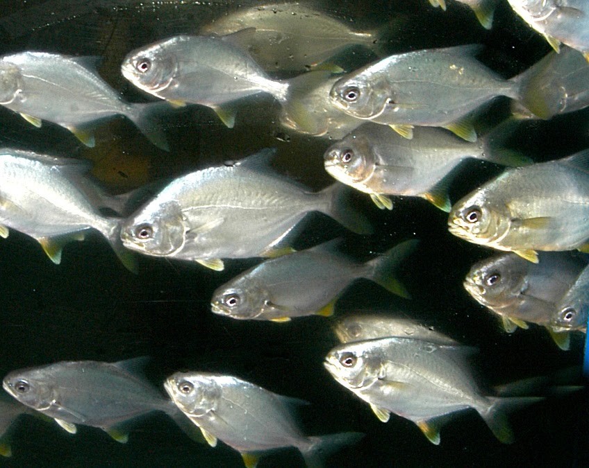 NOAA Identifies Florida Pompano as Commercially Ready for US Marine ...