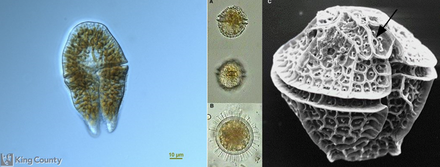 Shellfish Killers: An Optimized Early Warning Program to Mitigate HAB ...